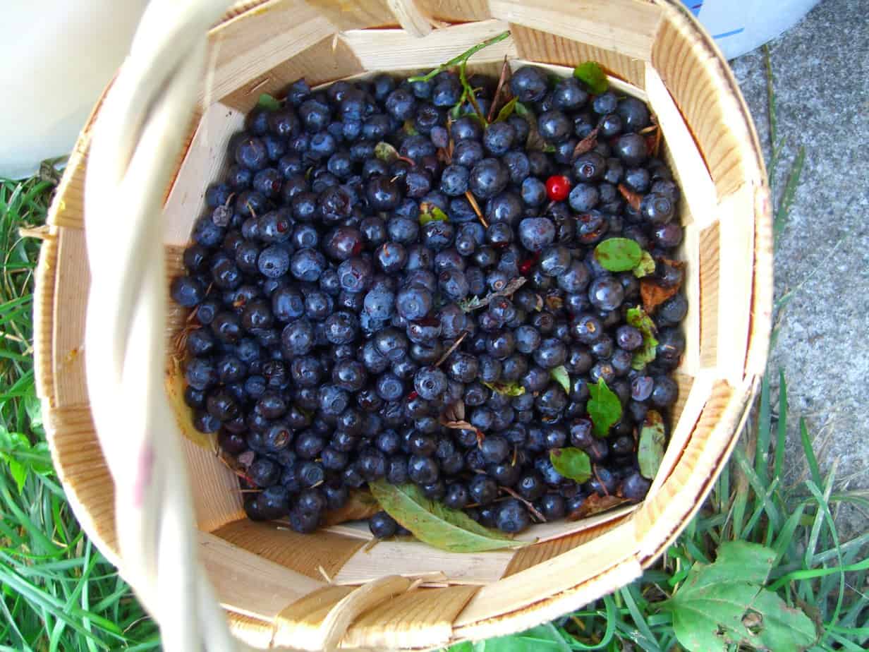 Growing Blueberry Bushes: Tips for Success Growing Blueberry Bushes: Tips for Success